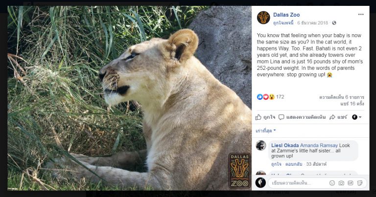 Bahati แห่ง Dallas Zoo ต้นแบบเจ้าสิงโตตัวน้อย "ซิมบ้า" ใน The Lion King ...